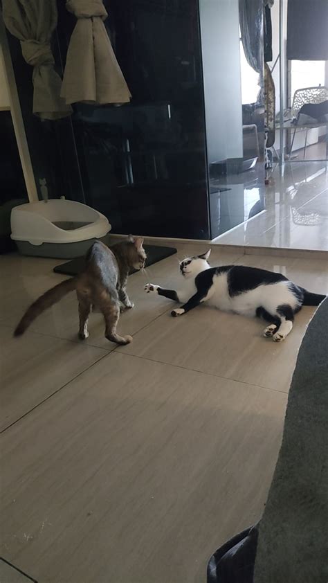 Mama Cat Intimidating Big Cat For Bullying Her Kittens Rcats