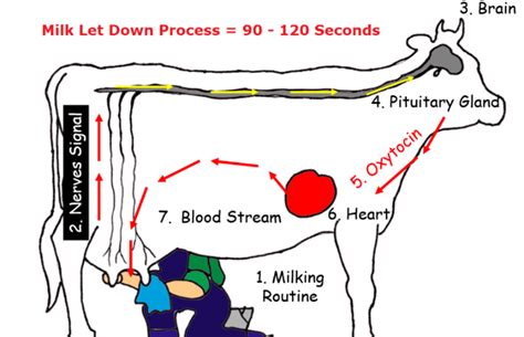 What Do You Do With Let Down Milk At Stephanie Dampier Blog