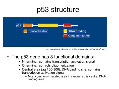 Ppt P53 Powerpoint Presentation Free Download Id3570584
