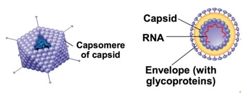 Bio Chapter 19 Flashcards Quizlet