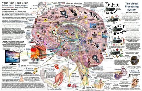 Pin By My Boards On Science Brain Mapping Neuroscience Brain