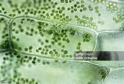 Plant Cell Chloroplast Microscope