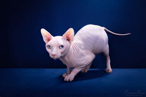 Породы кошек Ветеринария и жизнь