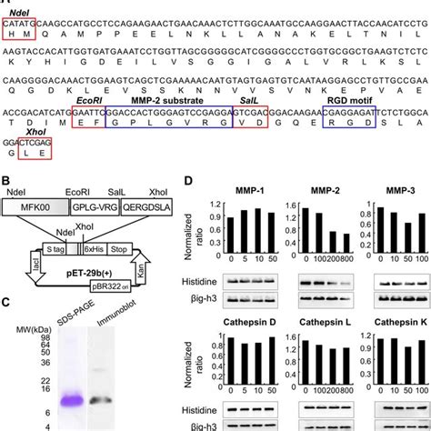 Identification Of Matrix Metalloproteinase 2 Mmp 2 Specific Cleavage
