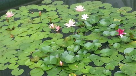 Ashihara Daisuke One Shot Revival Elite With Talent Jin Interview