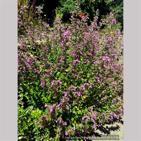 Creeping Germander Teucrium Chamaedrys Pro Status