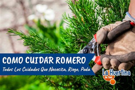 Cómo Cuidar El Romero Todos Los Cuidados De Esta Planta