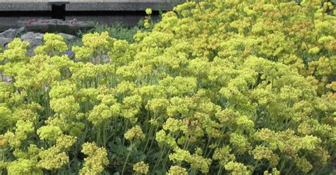 The Plants At Walking Rain Sulphur Buckwheat Eriogonum Umbellatum