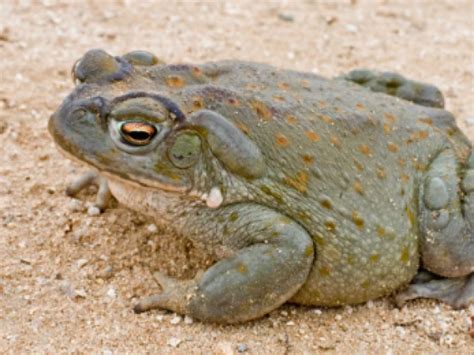 Incilius Alvarius Sonoran Desert Toad Arizona Wildlife Conservation