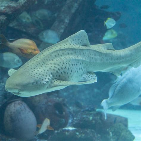 Conservation And Science Singapore Oceanarium