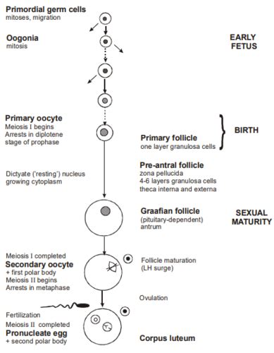 Oogenesis Flowchart Worksheet