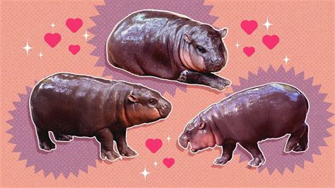 Moo Deng Wallpapers Top Free Moo Deng Backgrounds Wallpaperaccess