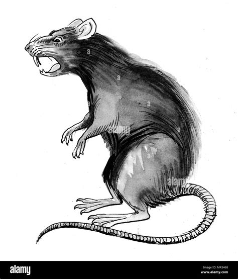 Evil Rat Drawing Stream This Song Was Made By A Very Evil Rat By