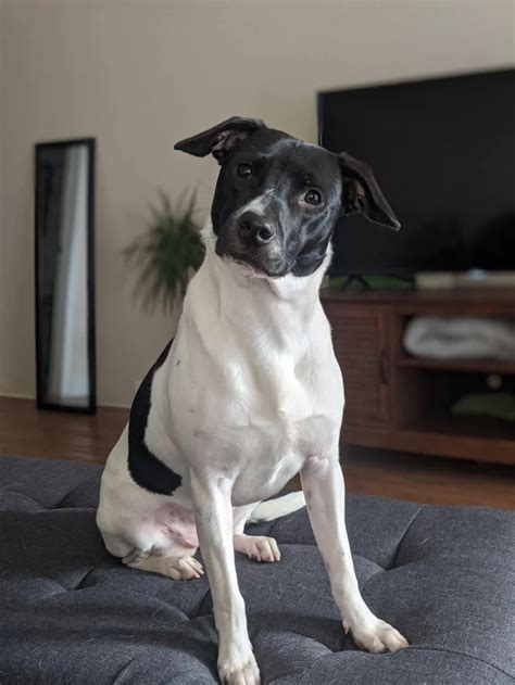 German Shorthaired Pointer Terrier Mix Gsp Owners