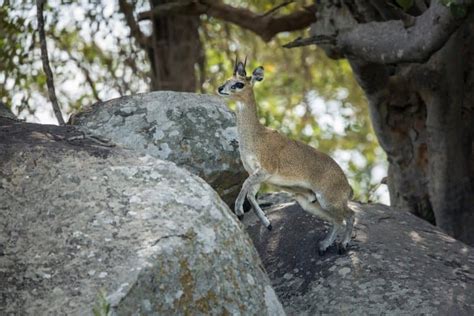 10 Kool Klipspringer Facts Fact Animal
