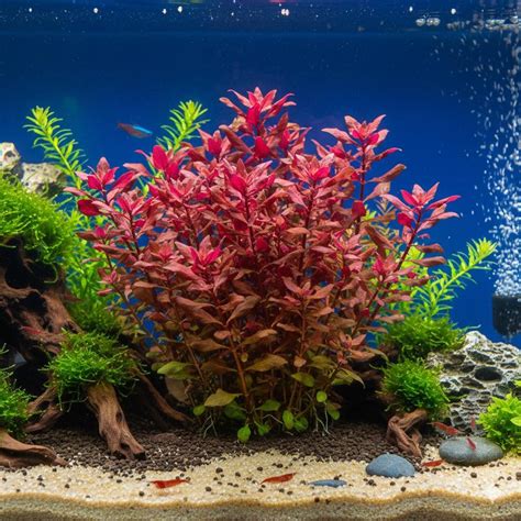 Alternanthera Reineckii Scarlet Temple Bundle Vibrant Red Aquarium