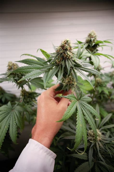 ¿cuáles Son Los Tipos De Drogas Que Existen Cosechalibre