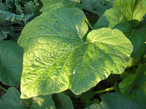 Identifying Types Of Squash 16 Types Of Winter Squash To Know Plus
