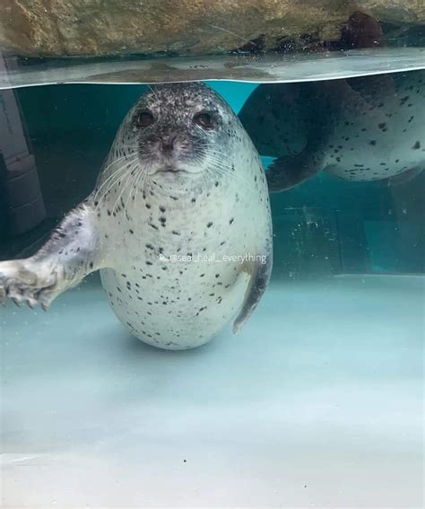 Egg Boi R Seals