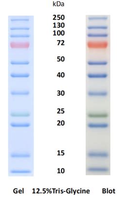 E15004w Protein Marker 10 250kda 三色预染蛋白质宽域分子量标准品 10 250kda Eallbio亿奥邦