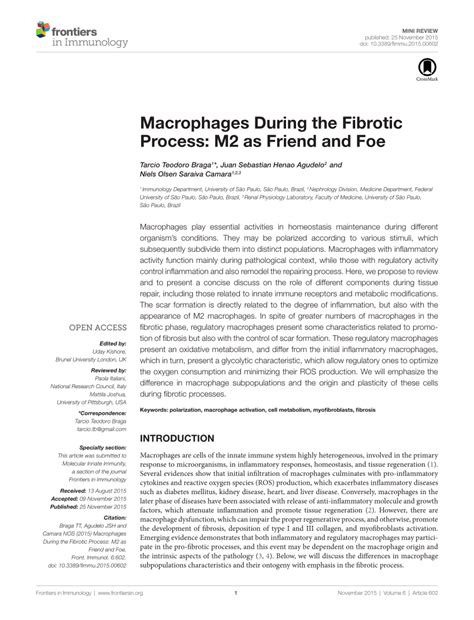 PDF Macrophages During The Fibrotic Process M As Friend And Foe
