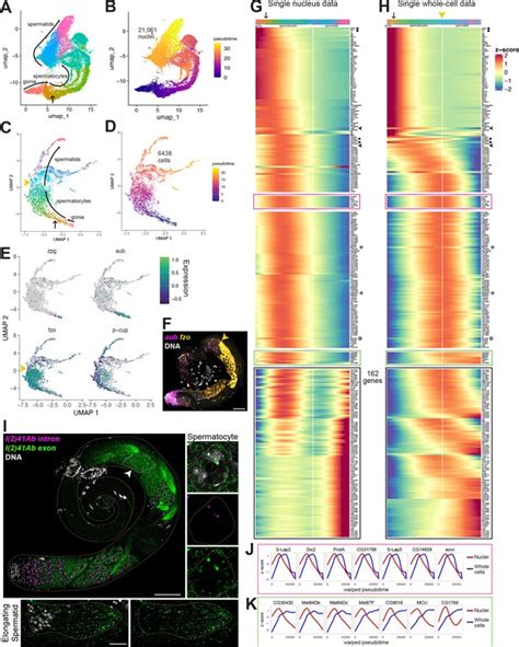 Emergent Dynamics Of Adult Stem Cell Lineages From Single Nucleus And