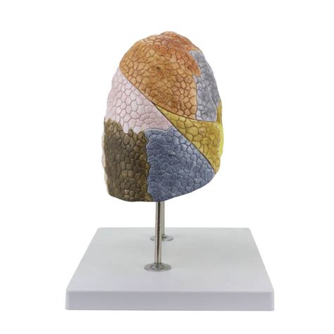 Segmented Lung Model Sem Trainers