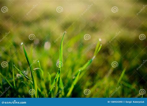 Fresh Morning Dew On Spring Grass Natural Background Close Up Stock