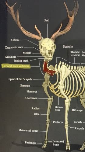 Deer Humerus Anatomy