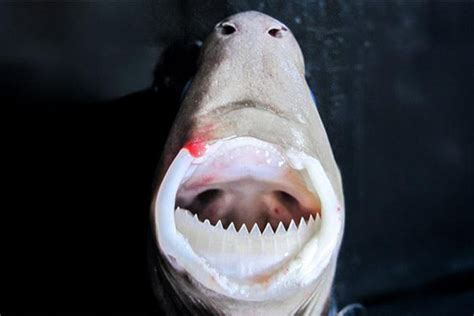 Rare And Elusive Cookiecutter Shark Leaves A Round Wound In Its Prey