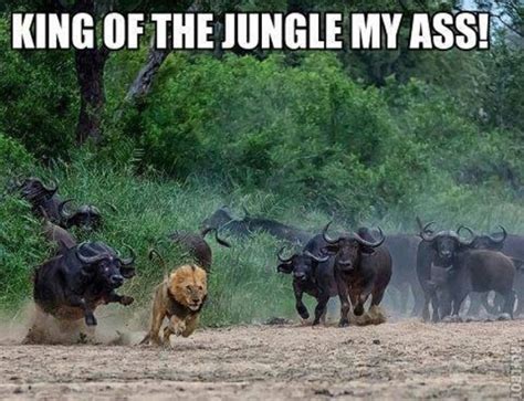 25 Lion Memes That Will Make You Feel Like A King I Can Has Cheezburger