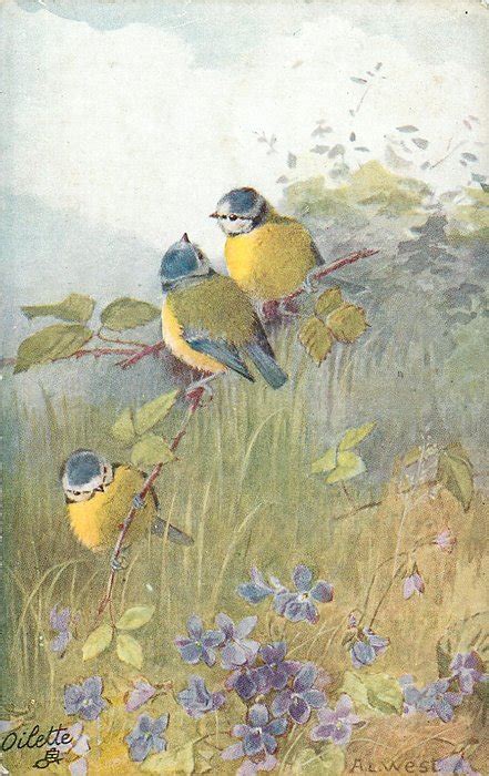 Three Bluetits On Branch Over Violets Tuckdb Postcards