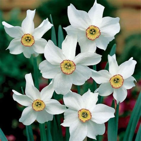 Actaea Narcissus Poeticus