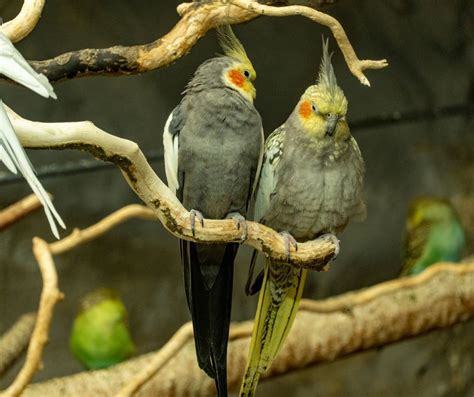 Cockatiel Habitat In Captivity How To Create The Perfect Home