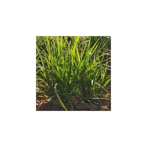 Tiger Nuts Tuber Chufa Sedge Seeds For Sale Cyperus Esculentus