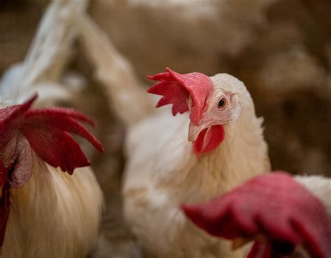 Pullorum Typhoid Testing Texas Aandm Agrilife Extension Service