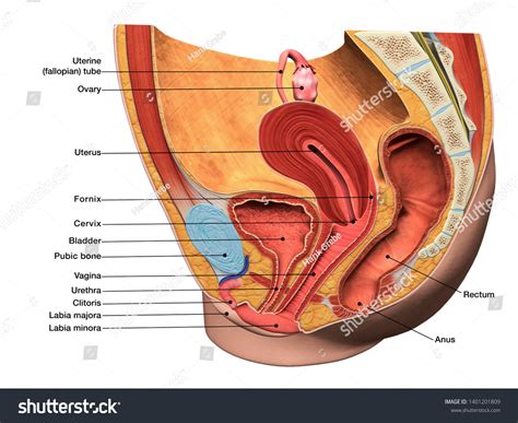 Female Reproductive System Labeled Sagittal Section Stock Illustration
