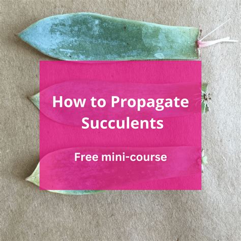 How To Propagate Succulents Free Mini Course Just Succ It