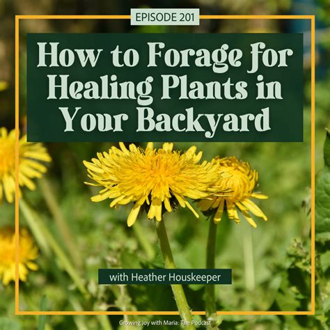 How To Forage For Healing Plants In Your Backyard With Heather