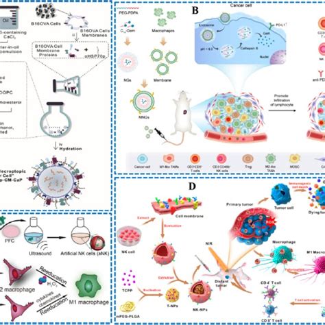 Cell Membrane Coating Nanomaterials For Nk Cell Based Tumor