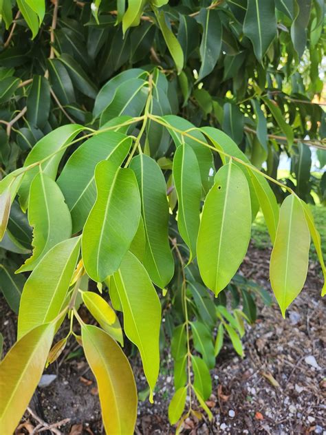 Fresh Green Jamun Leaves Organic Leaves Picked 10 Min Before Shipment