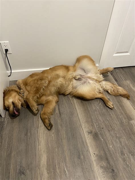 Dreaming Of Having More Than One Brain Cell R Onegoldenbraincell