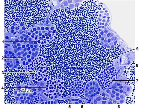 Diagram Spermatogenesis Phases Quizlet