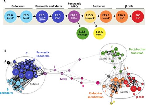Developmentally Oriented Gene Co Expression Network For β Cells A A