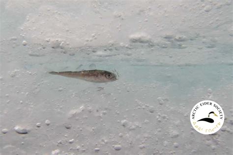 Arctic Cod Nunavik Ice