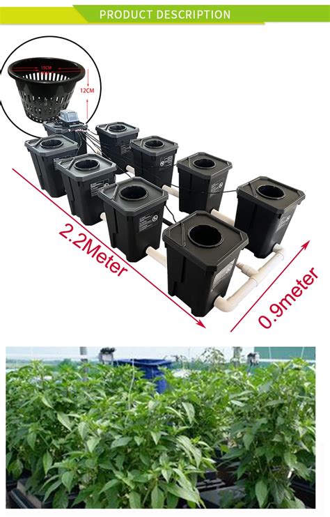 Rdwc 8 Buckets Hydroponic System Efficient Plant Growth