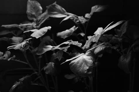 Planta De Batata Cultivo Foto Gratuita No Pixabay Pixabay