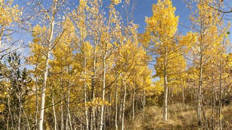 Poplar Tree Guide 10 Most Popular Types Of Poplar Trees