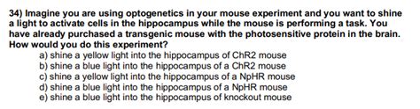 Solved 34 Imagine You Are Using Optogenetics In Your Mouse