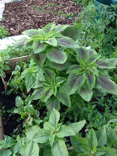 Callaloo Plant Growing Greens Green Plants